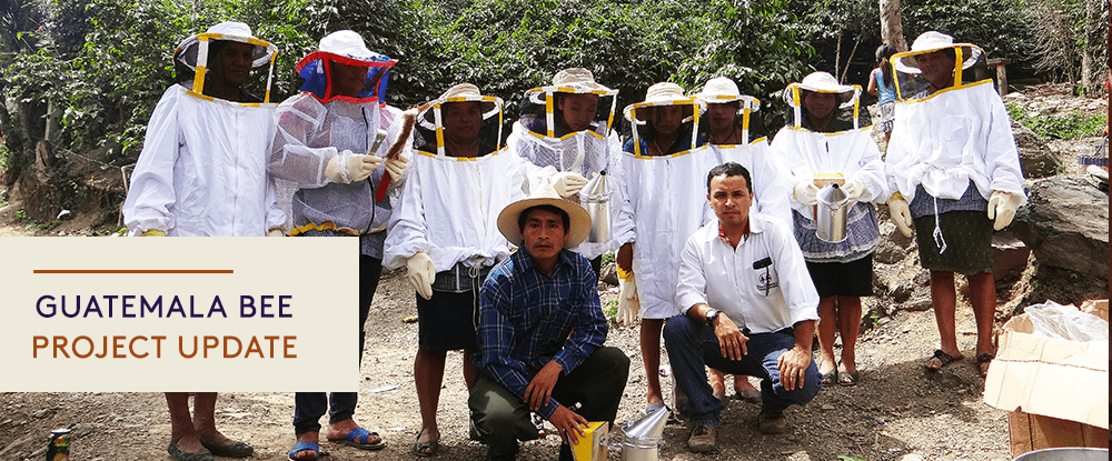 Guatemala bee project – an update | Union Hand-Roasted Coffee – Union ...