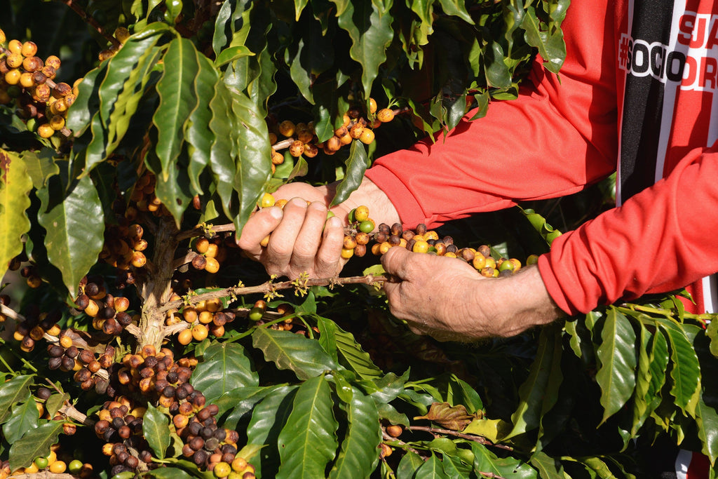 Seasonality & Coffee | Union Hand-Roasted Coffee – Union Coffee