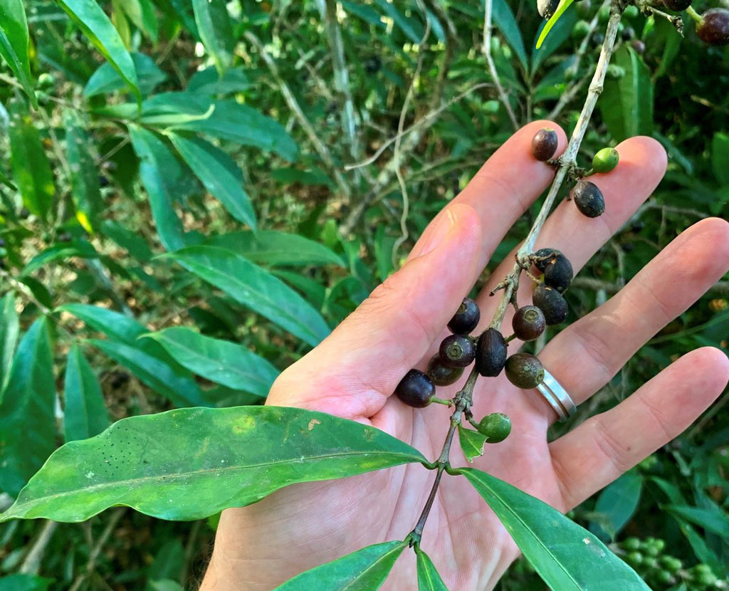 What is stenophylla coffee? – Union Coffee